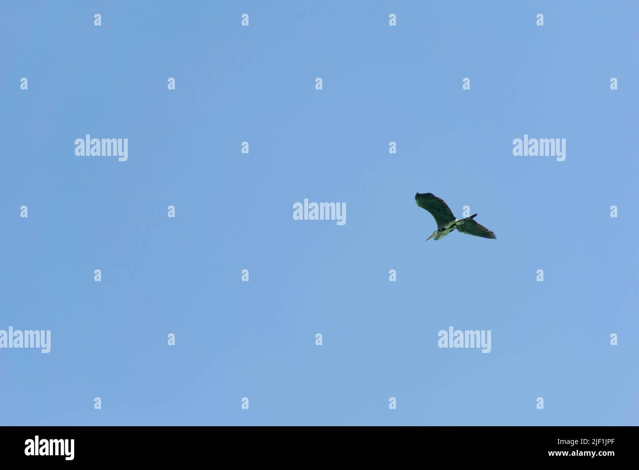 Areda cinerea hi-res stock photography and images - Alamy