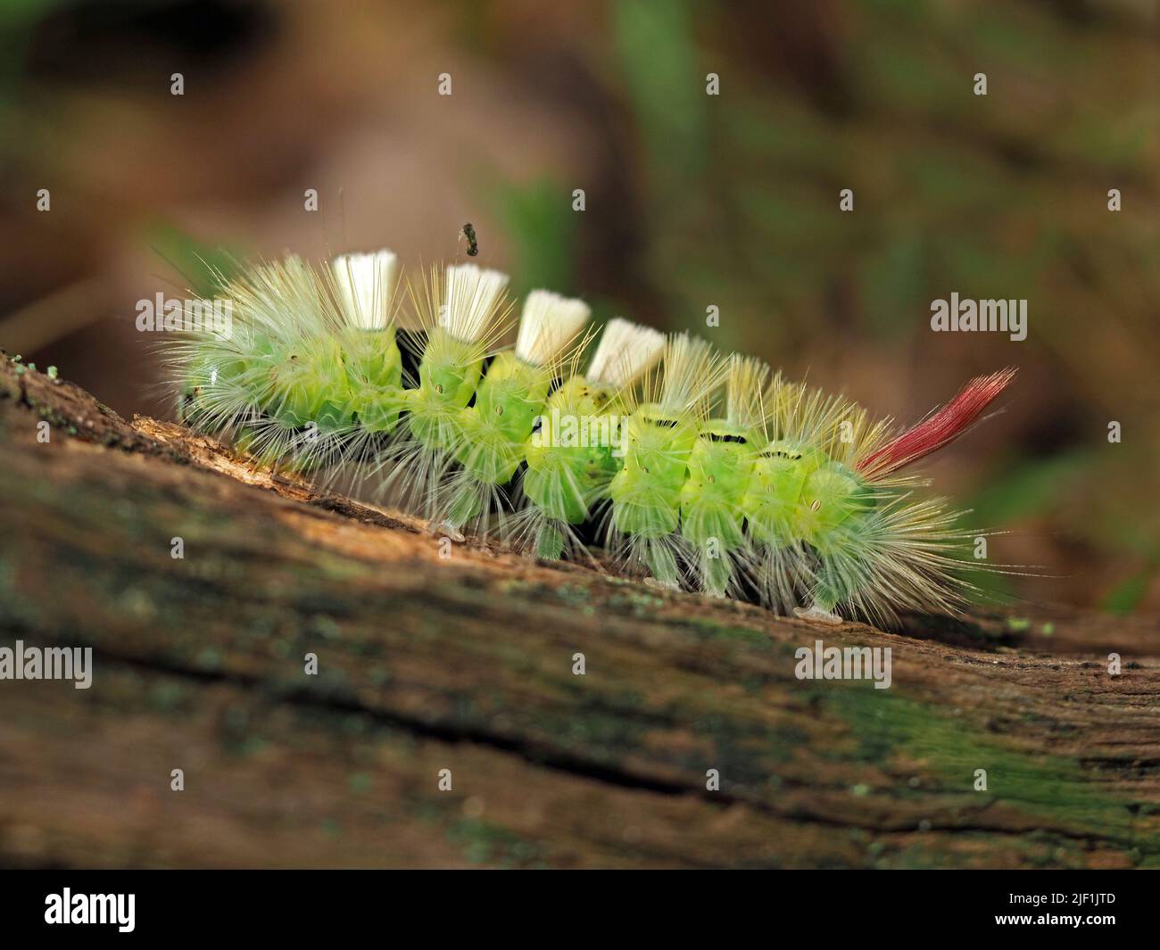 caterpillar of Pale Tussock Moth (Calliteara pudibunda) with 4 white ...