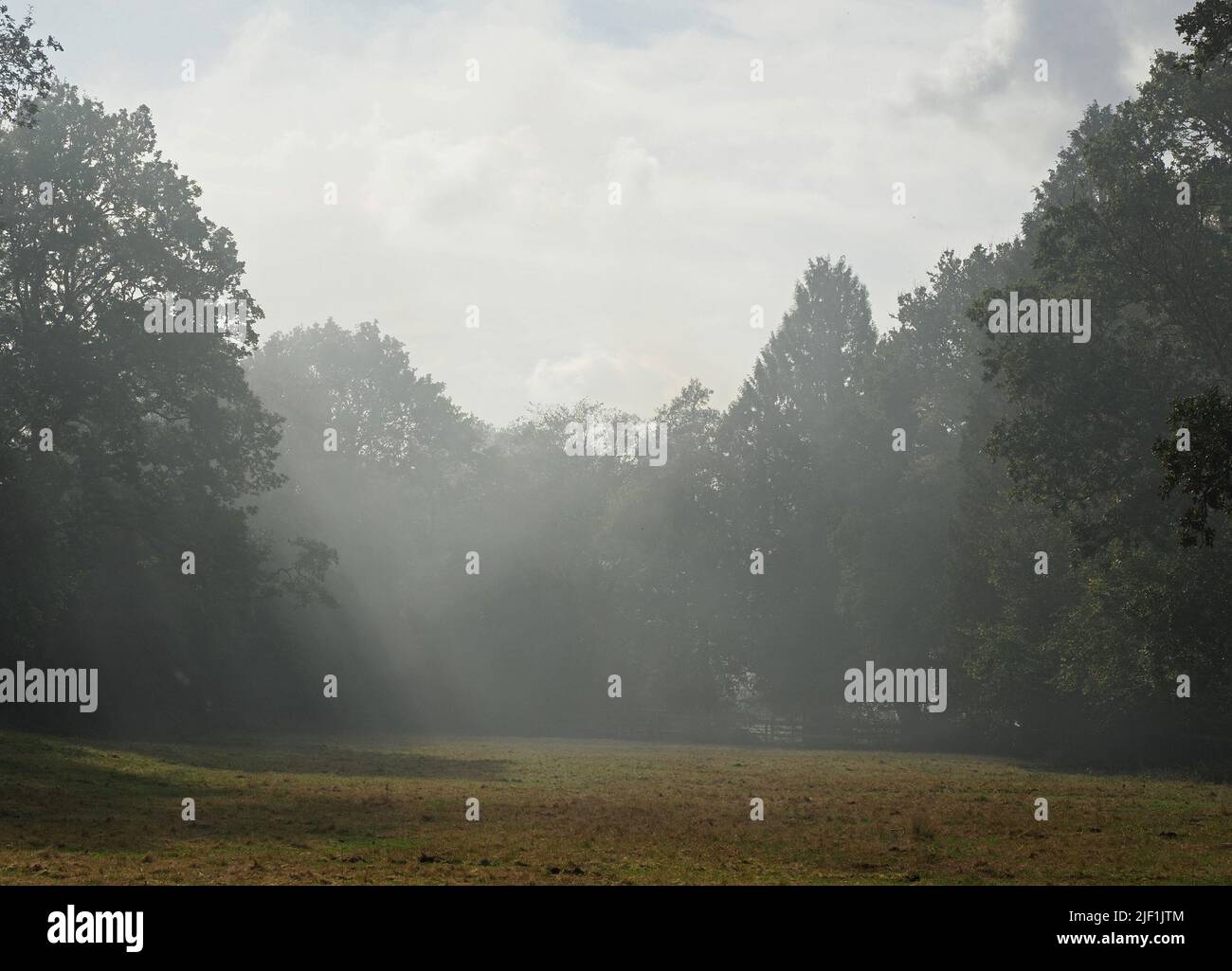 Gold light shaft through trees hi-res stock photography and images - Alamy