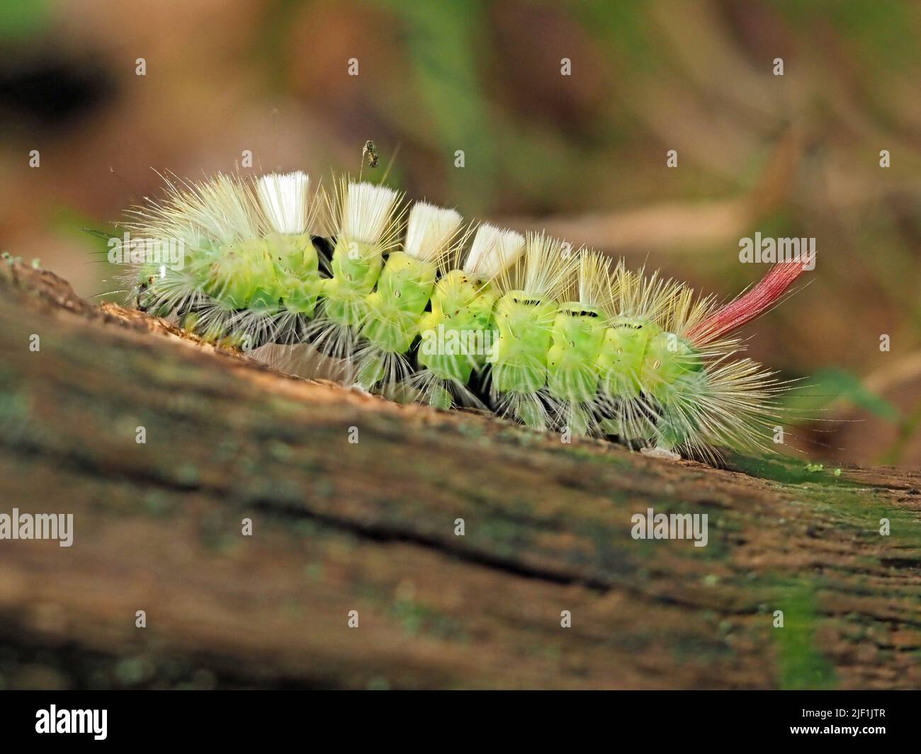 caterpillar of Pale Tussock Moth (Calliteara pudibunda) with 4 white ...