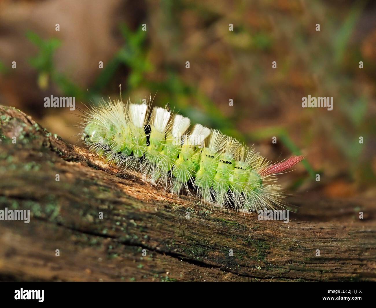 caterpillar of Pale Tussock Moth (Calliteara pudibunda) with 4 white ...