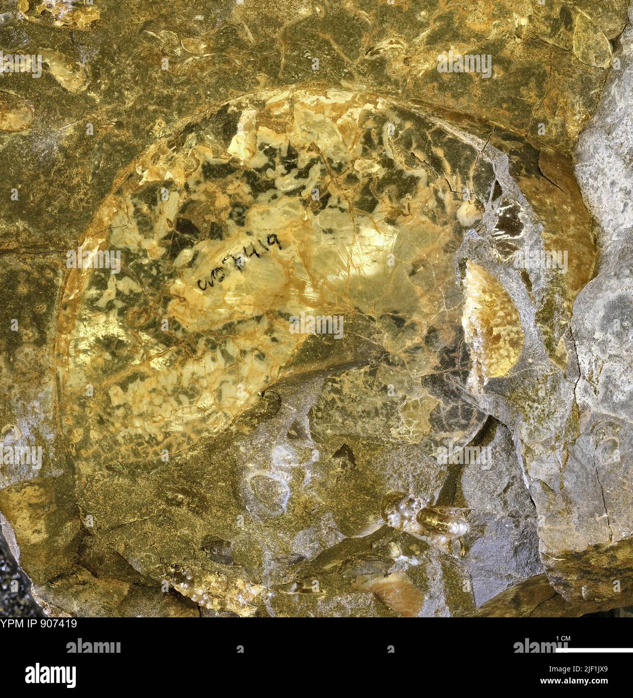 Sphenodiscus sp hi-res stock photography and images - Alamy