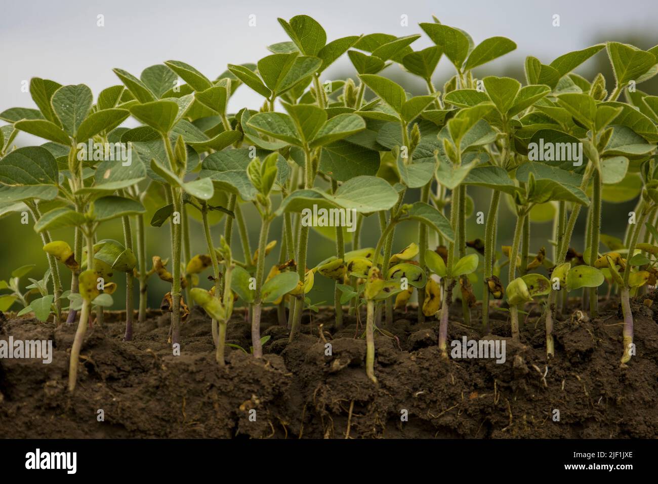 Micro roots hi-res stock photography and images - Alamy