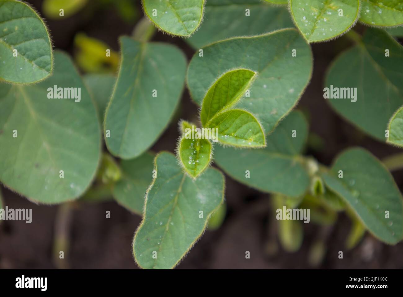 Soybean leaves hi-res stock photography and images - Alamy