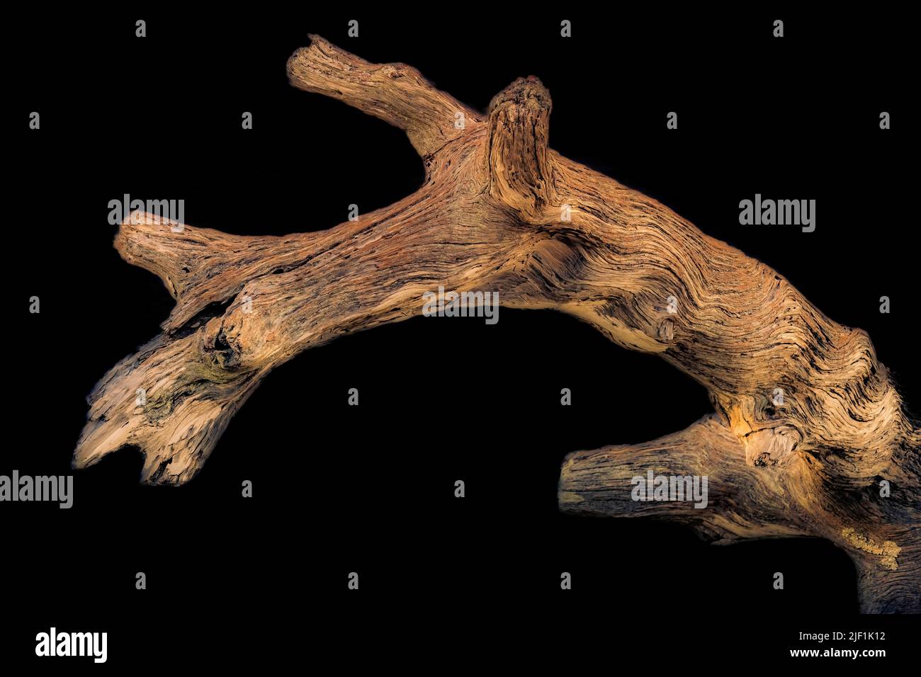 Artistic abstract view of the textures and colors of a dead giant tree ...