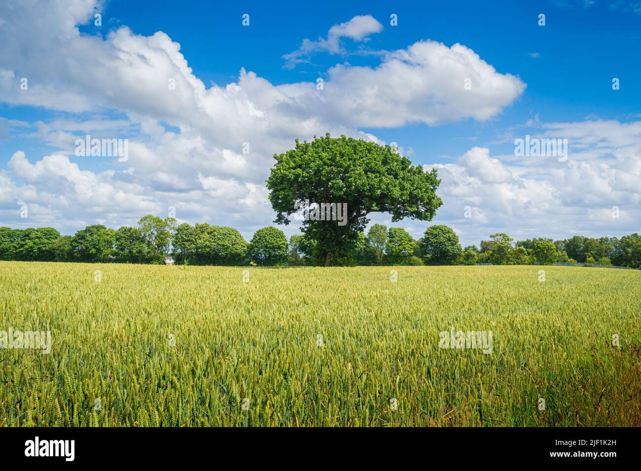 New summer crop fields heading towards harvest time in Northern England ...