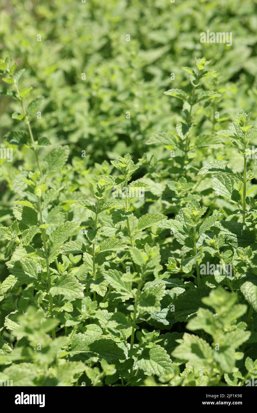 Lemon balm in the garden grown as herb or medical plant Stock Photo - Alamy