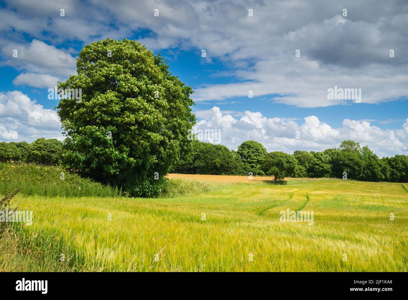 New summer crop fields heading towards harvest time in Northern England ...