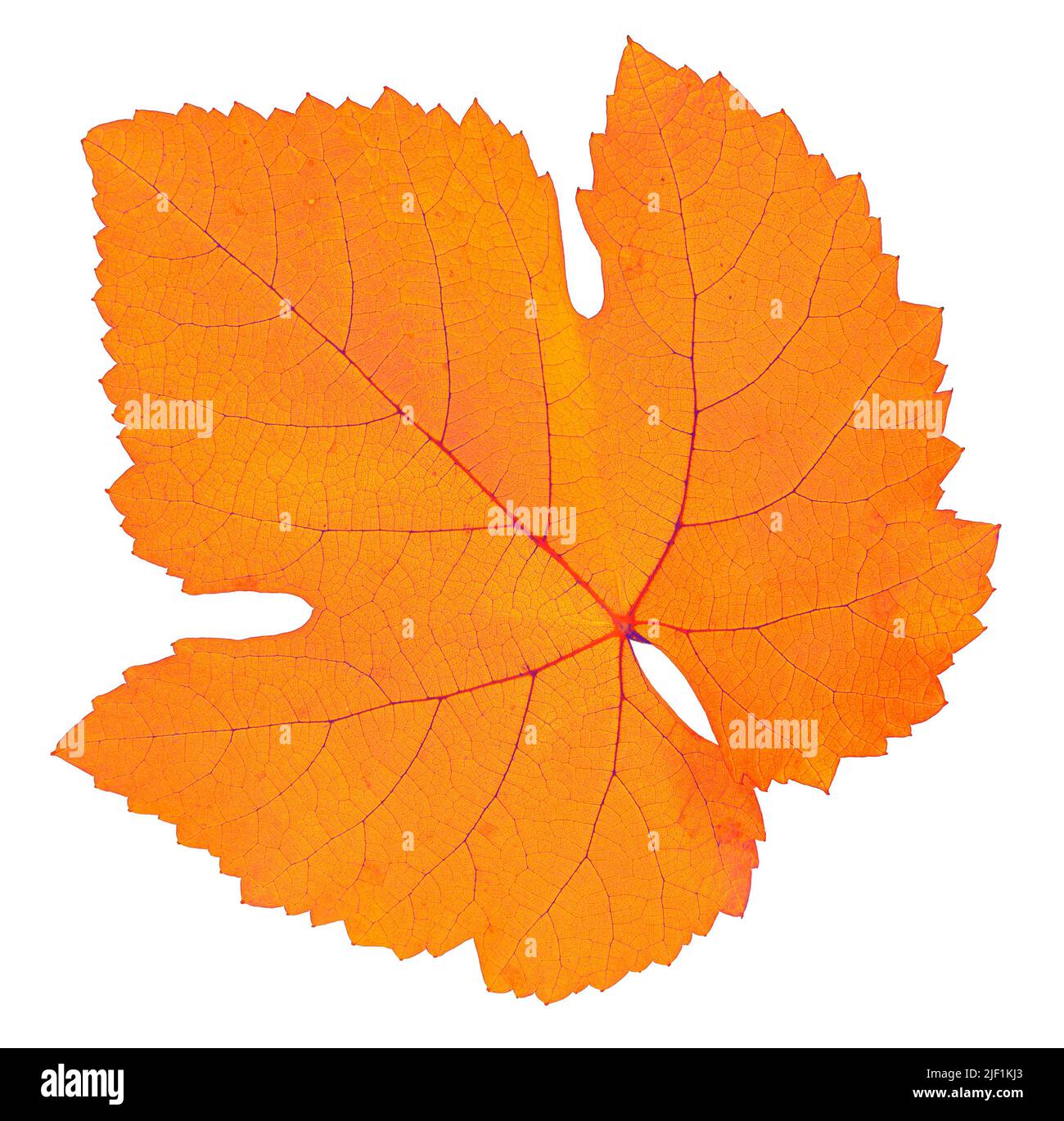 grape leaf, yellow color isolated on white background Stock Photo - Alamy