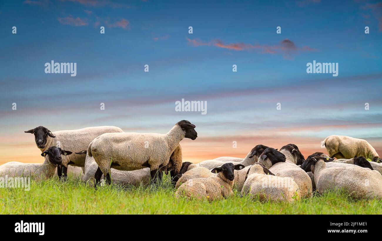 Tiere herde hi-res stock photography and images - Alamy