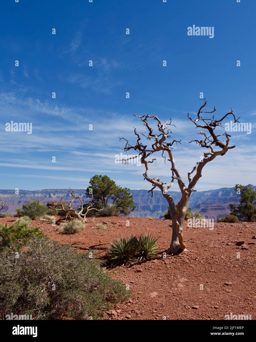 A vertical shot of the dead trees in the Grand Canyon National Park ...