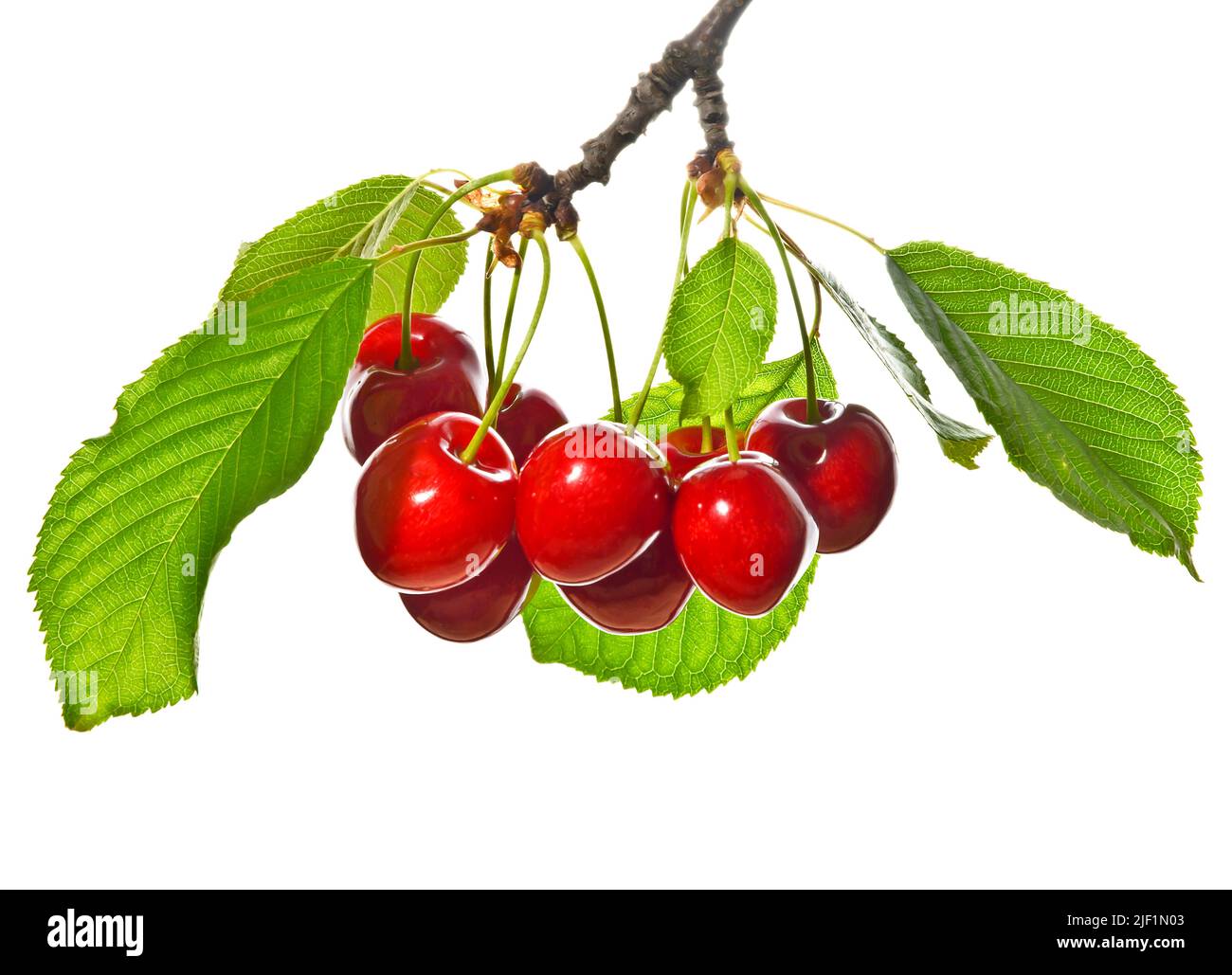 Cherries tree branch Cut Out Stock Images & Pictures - Alamy