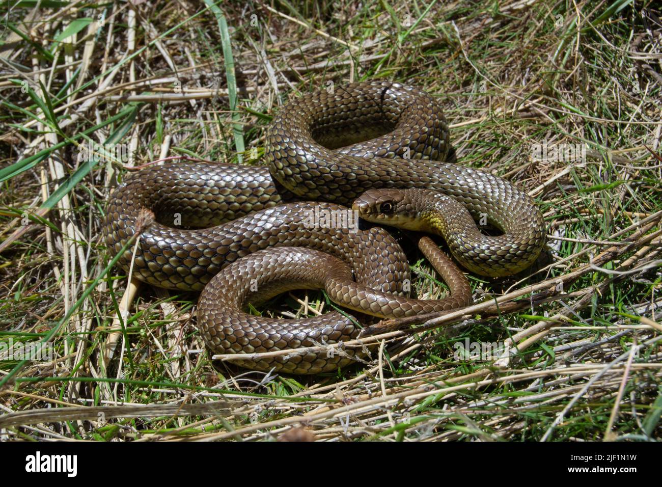 A subadult Eastern Yellow-bellied Racer (Coluber constrictor ...