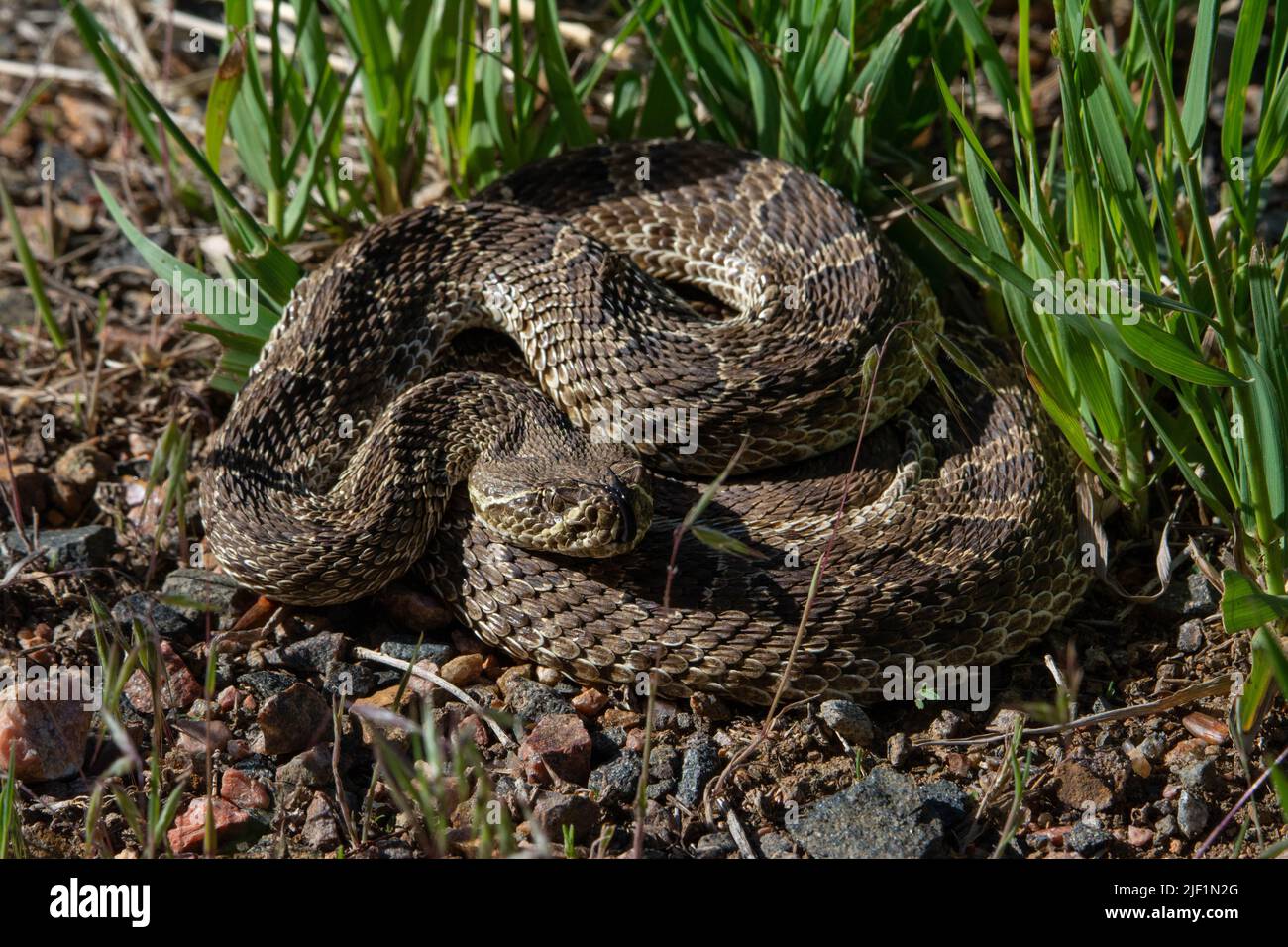 An adult female Prairie Rattlesnake (Crotalus viridis) basking in a ...