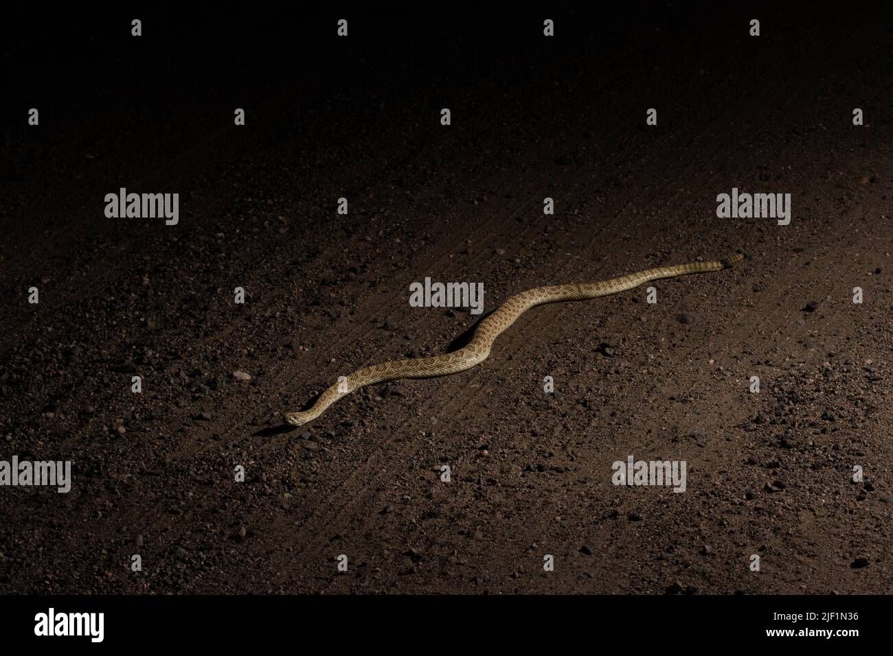 An adult male Prairie Rattlesnake (Crotalus viridis) crossing a dirt ...