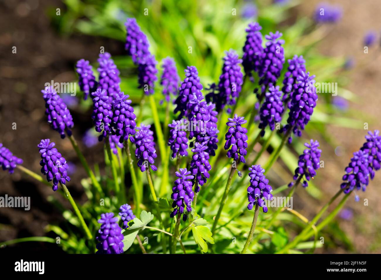 Blue grape hyacinths standing in a green grass. Muscari with big blue blossom and long thin ...