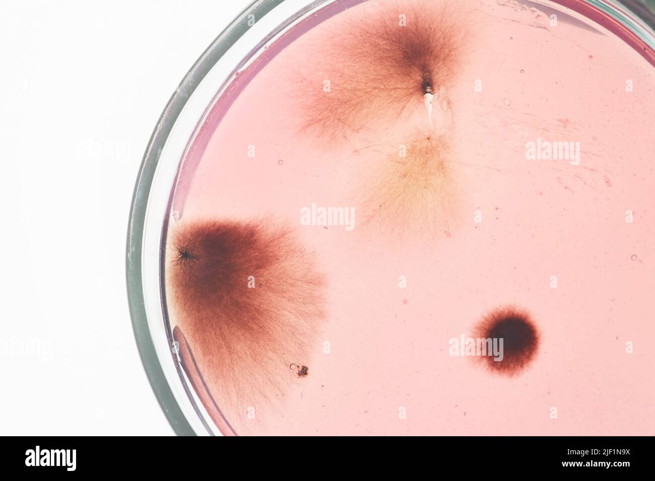 Light microscope e coli hi-res stock photography and images - Alamy