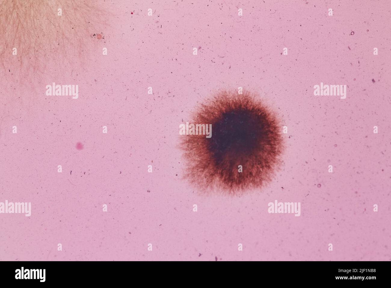 Extreme close-up of fluffy brown bacteria growing in special liquid ...