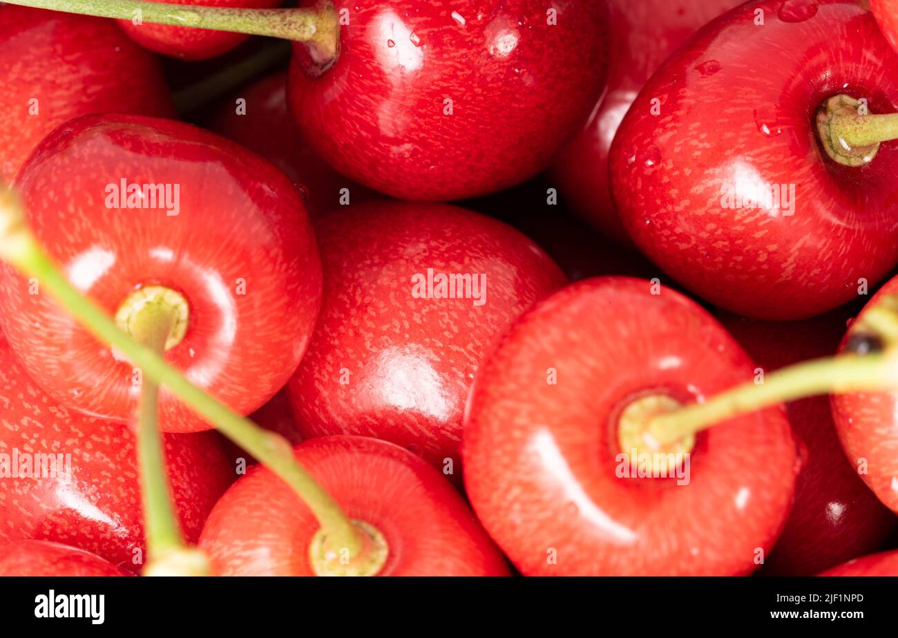 Cherries in close-up. Red fruit with green petioles. The structure of ...