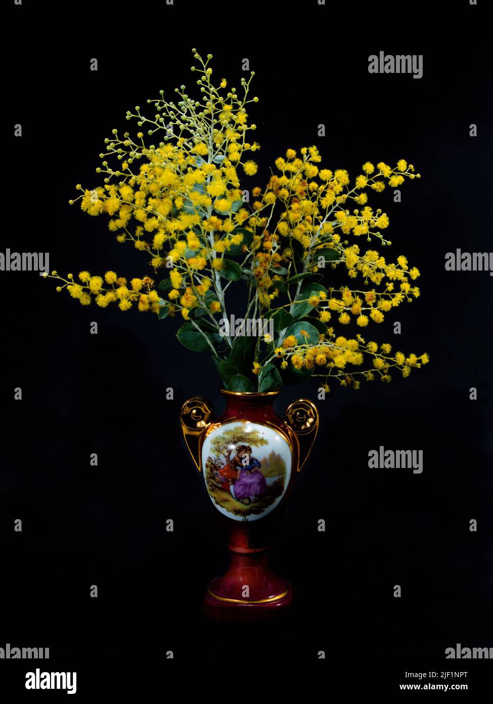 Beautiful fresh Golden Wattle (AKA Mount Morgan Wattle, Silver Wattle ...