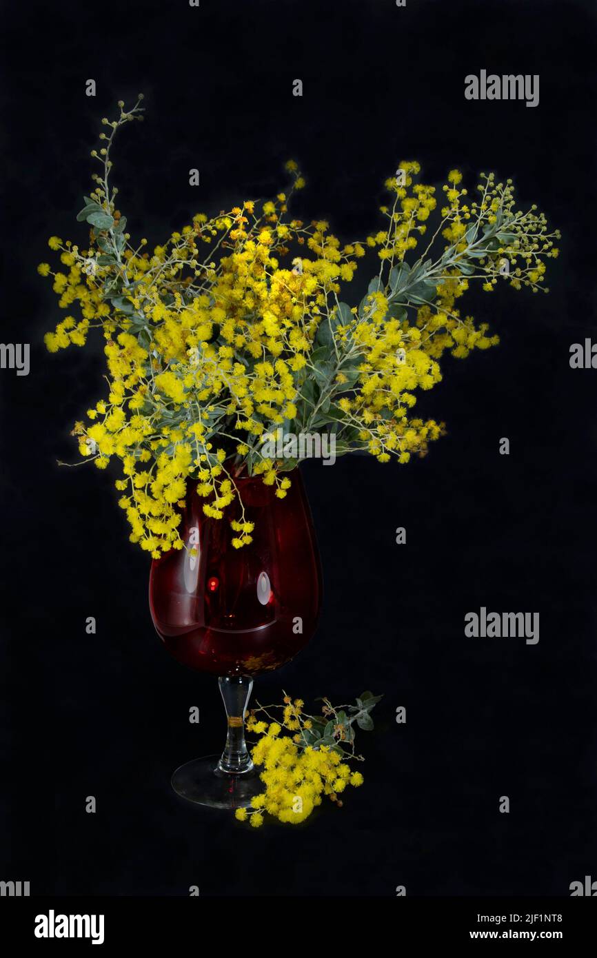Beautiful fresh Golden Wattle (AKA Mount Morgan Wattle, Silver Wattle ...