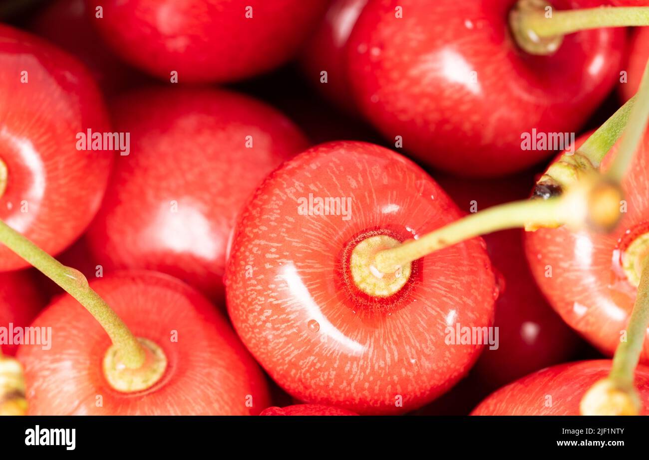 Cherries in close-up. Red fruit with green petioles. The structure of ...