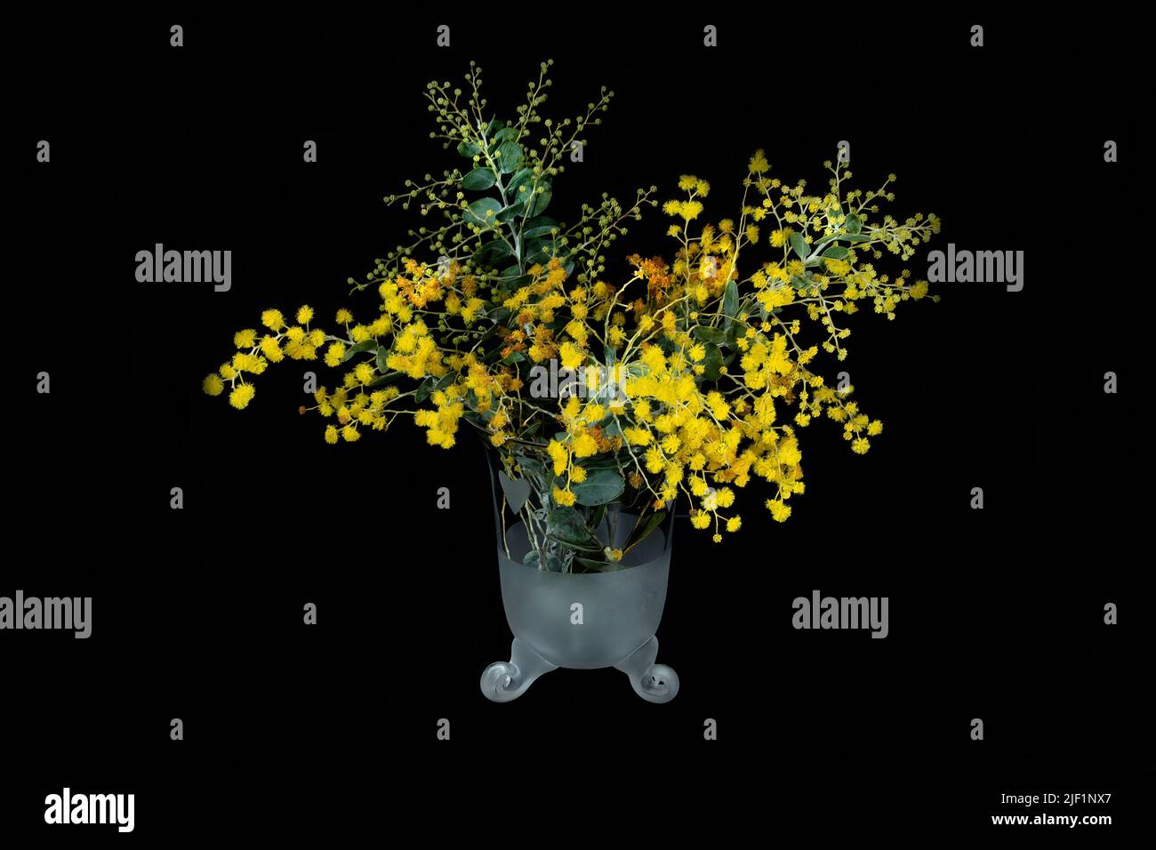 Beautiful fresh Golden Wattle (AKA Mount Morgan Wattle, Silver Wattle ...