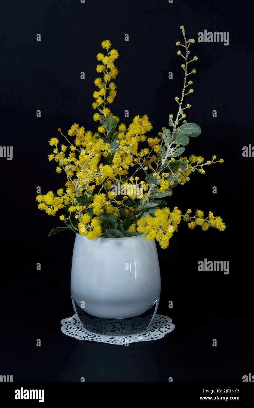 Beautiful fresh Golden Wattle (AKA Mount Morgan Wattle, Silver Wattle ...