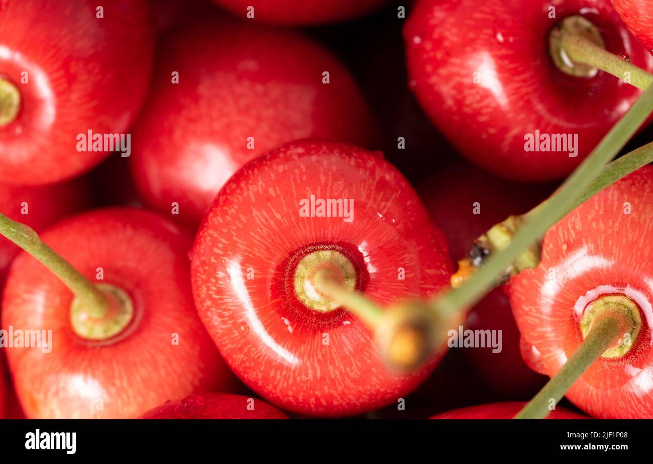 Cherries in close-up. Red fruit with green petioles. The structure of ...