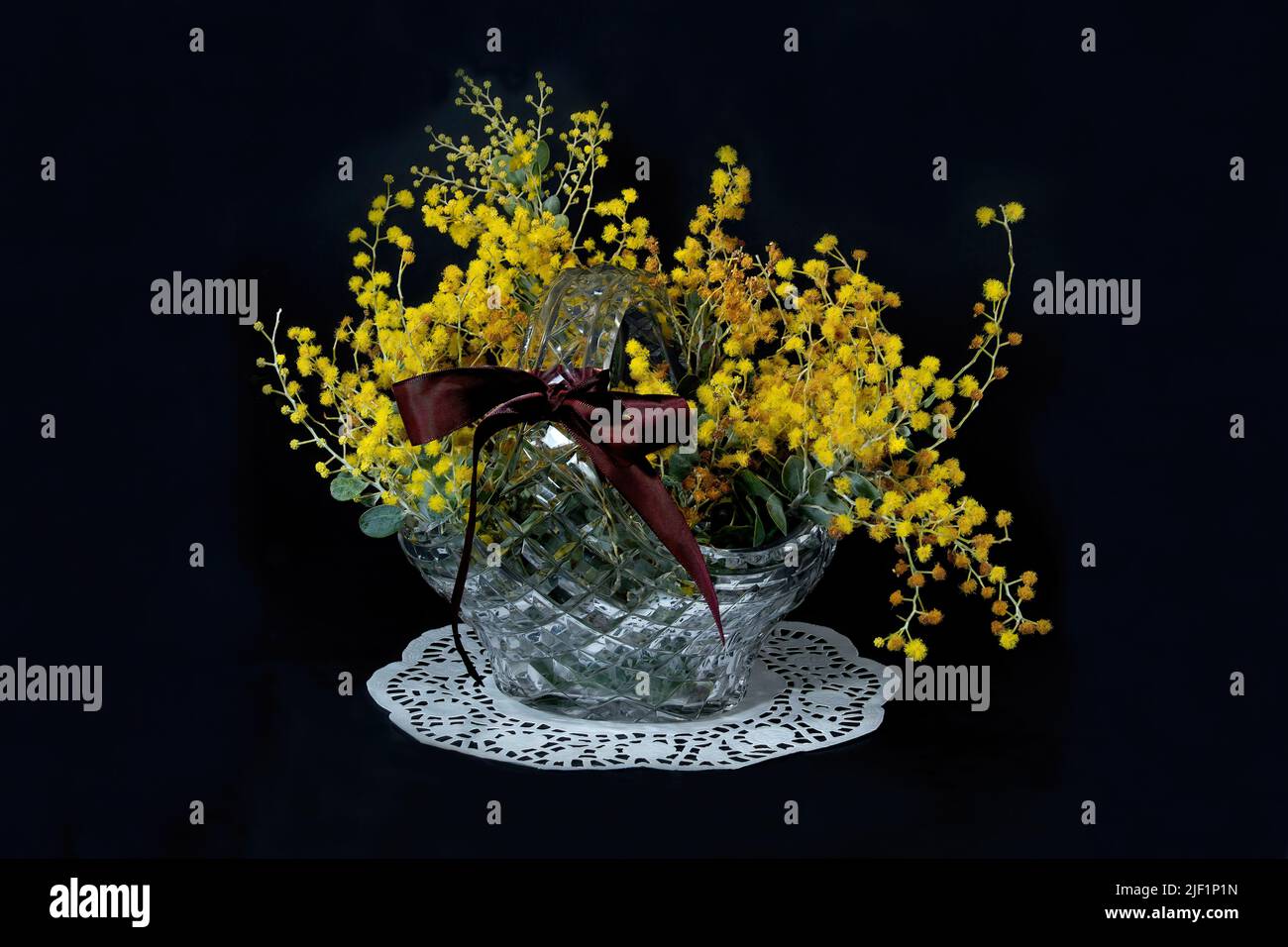 Beautiful fresh Golden Wattle (AKA Mount Morgan Wattle, Silver Wattle ...