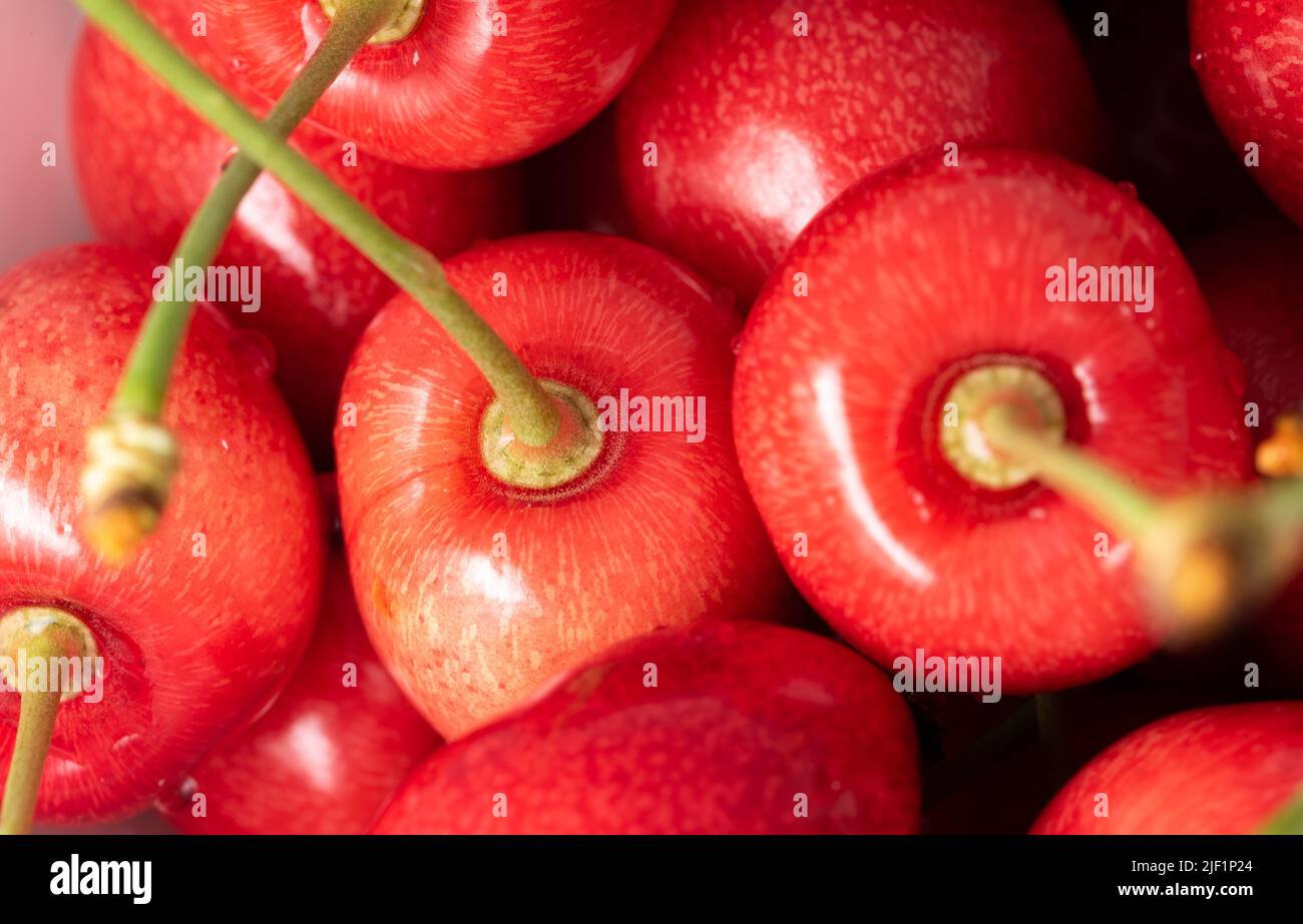 Cherries in close-up. Red fruit with green petioles. The structure of ...