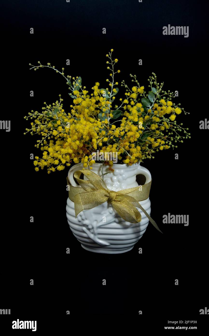 Beautiful fresh Golden Wattle (AKA Mount Morgan Wattle, Silver Wattle ...