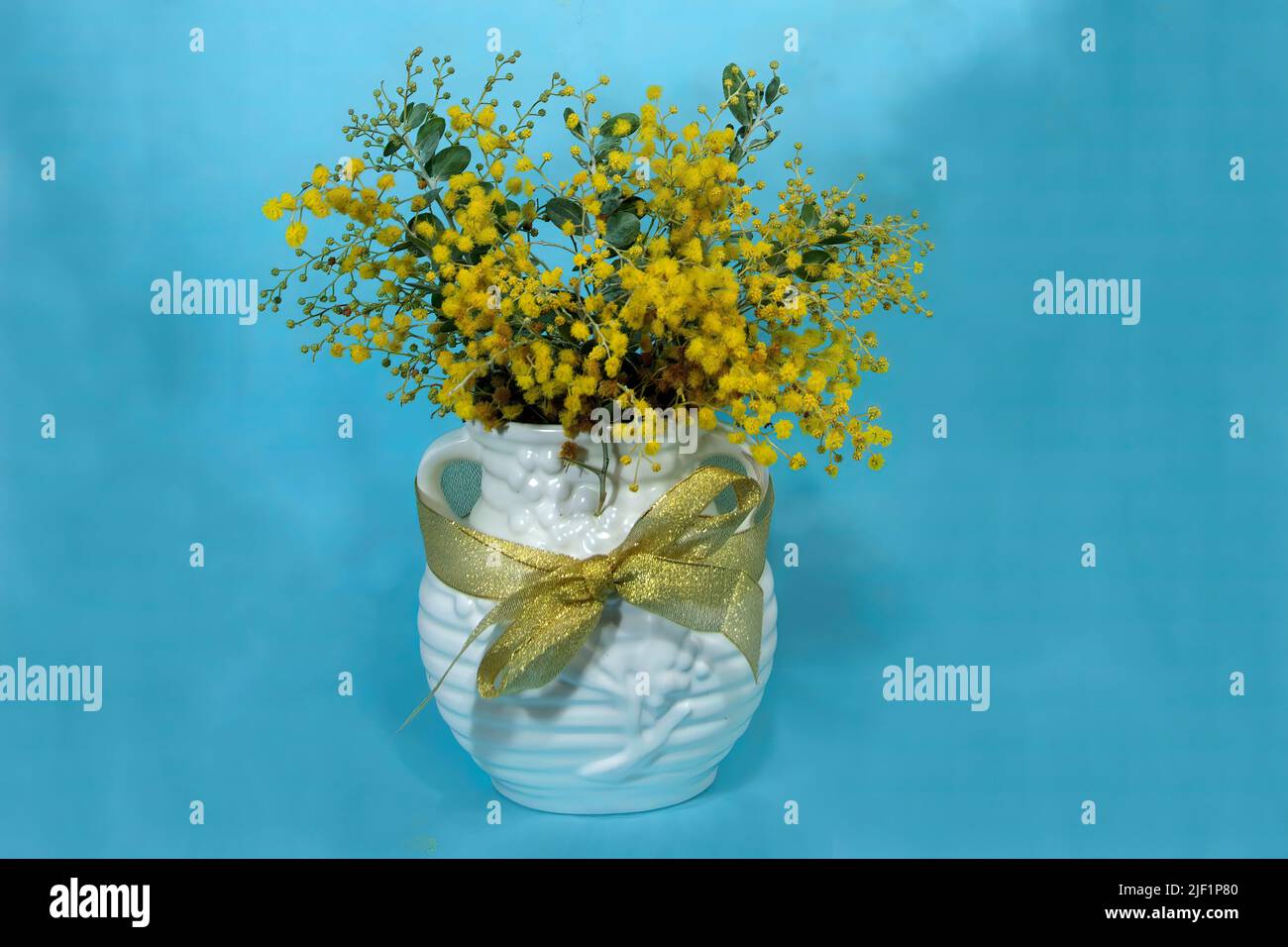 Beautiful fresh Golden Wattle (AKA - Mount Morgan Wattle, Silver Wattle ...