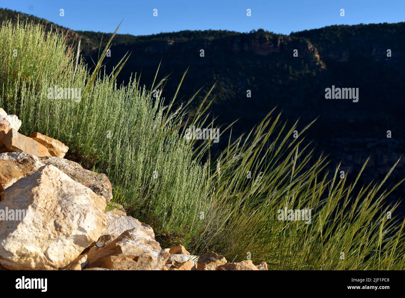 Grass on the side of the Hermit Trail of the South Rim of Grand Canyon ...