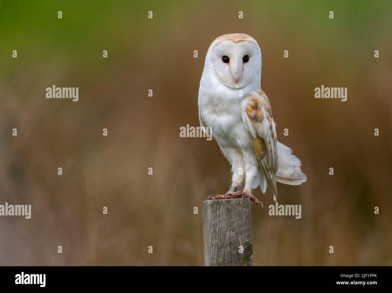 Northumberland barn owl hi-res stock photography and images - Alamy