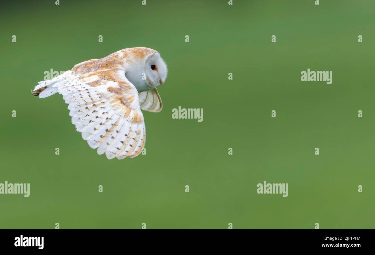 Northumberland barn owl hi-res stock photography and images - Alamy