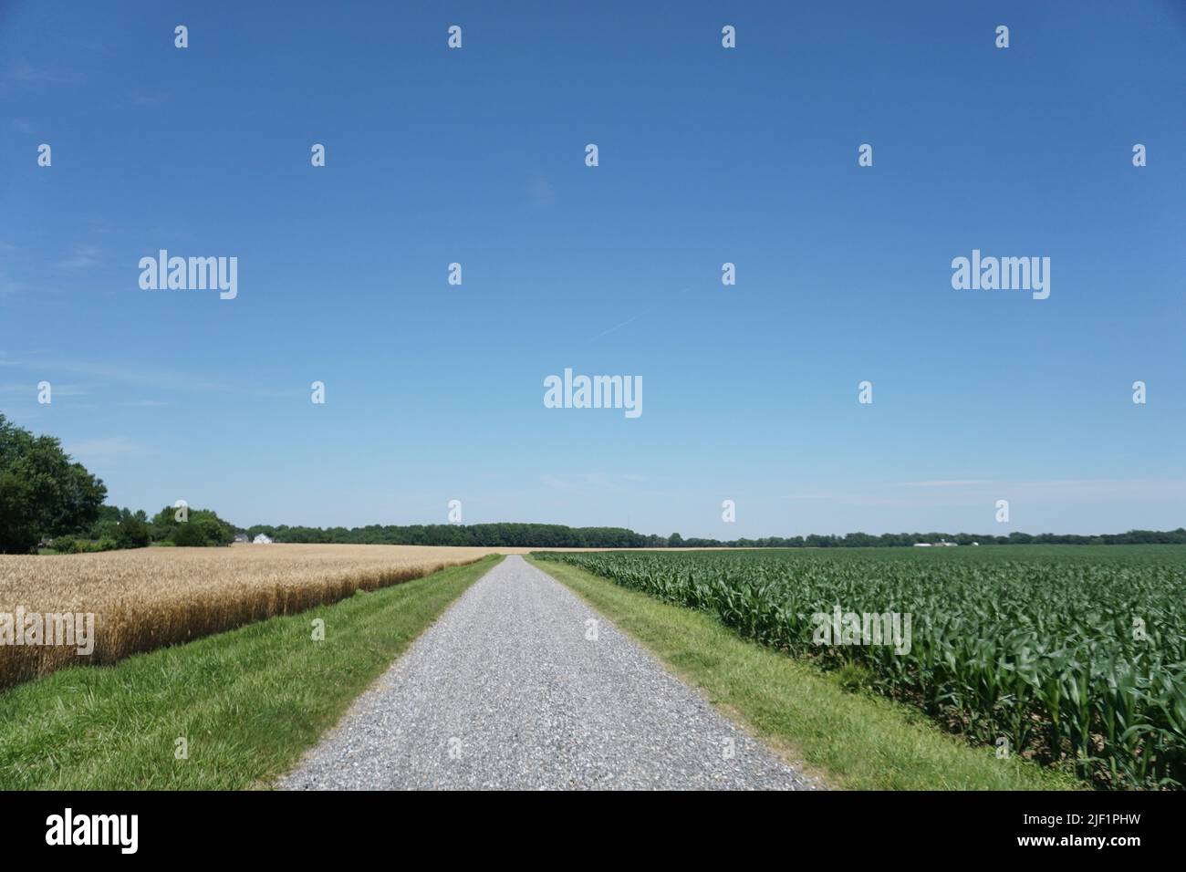 healthy wheat ready to harvest and corn growing steadily on a gravel ...