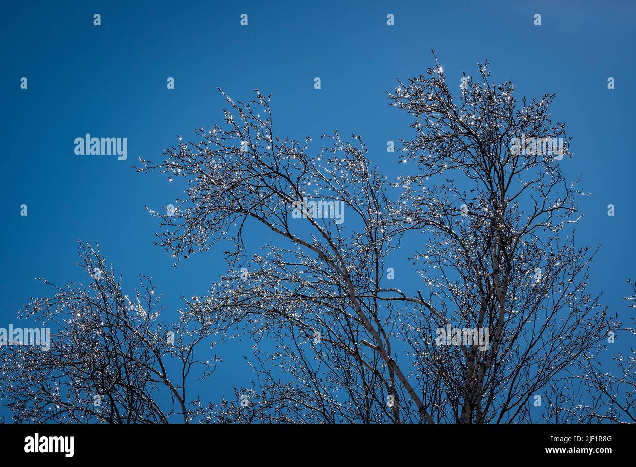 Ice coating on branches of a tree after a winter storm Stock Photo - Alamy