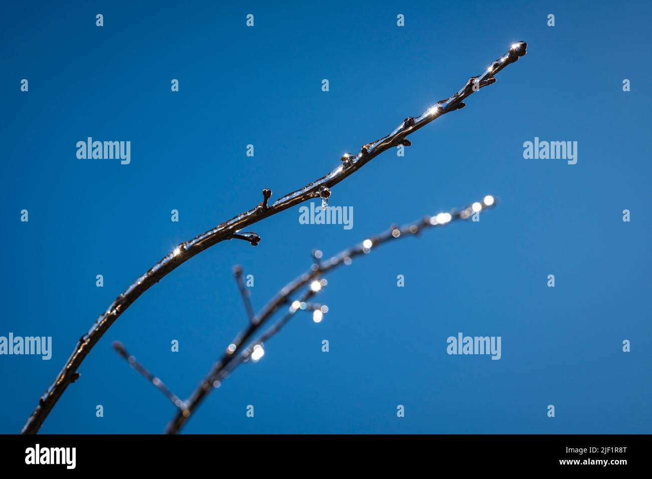 Ice coating on branches of a tree after a winter storm Stock Photo - Alamy