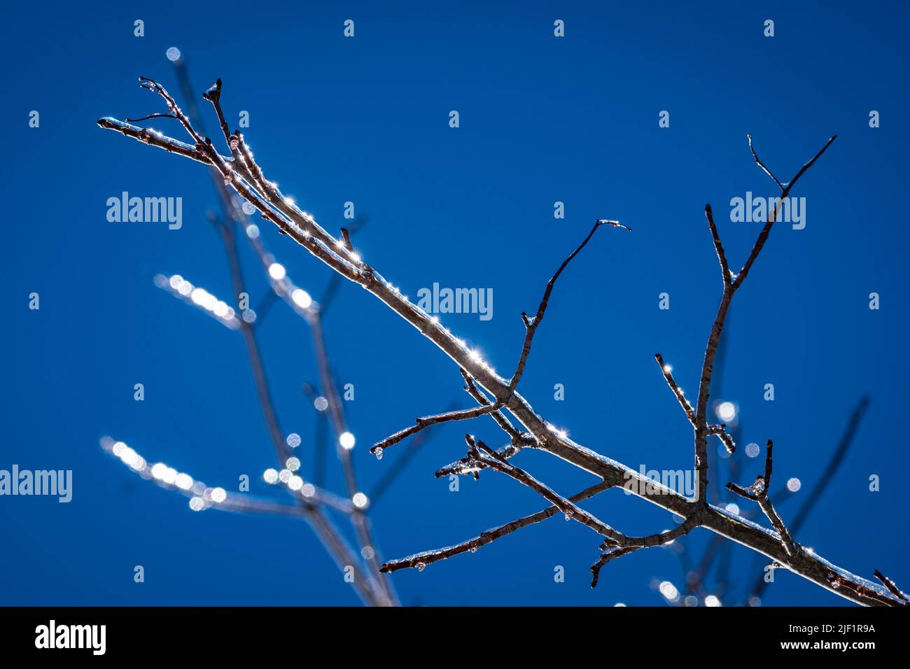 Ice coating on branches of a tree after a winter storm Stock Photo - Alamy