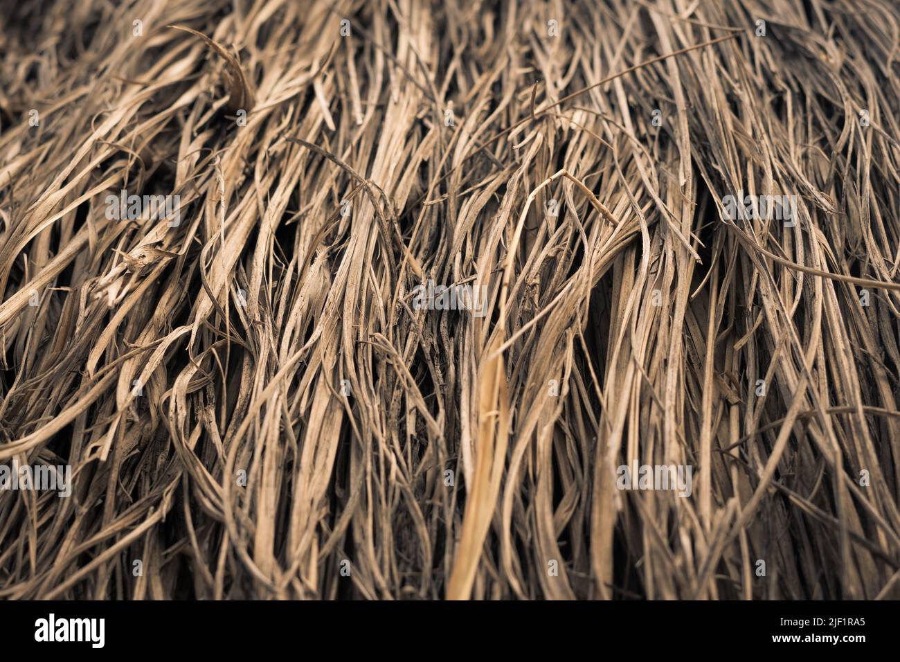 Long dry thin grass, agriculture harvest, pile of hay straw. Texture ...