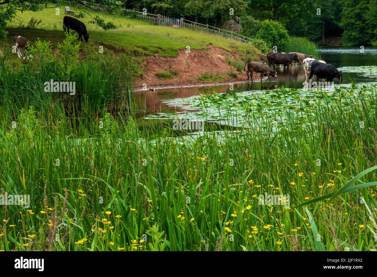 Cattle drink in pool hi-res stock photography and images - Alamy