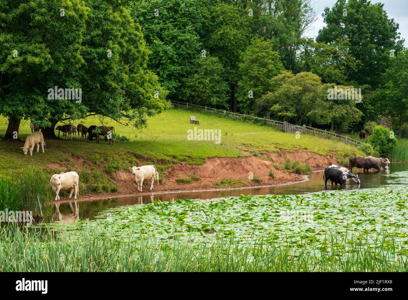 Cattle drink in pool hi-res stock photography and images - Alamy