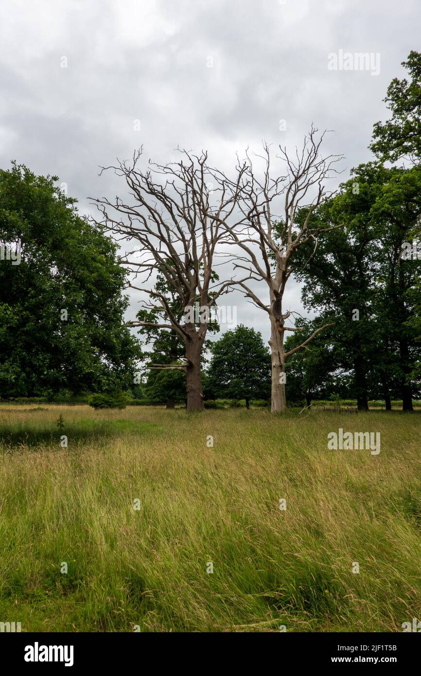 Dead trees standing hi-res stock photography and images - Alamy