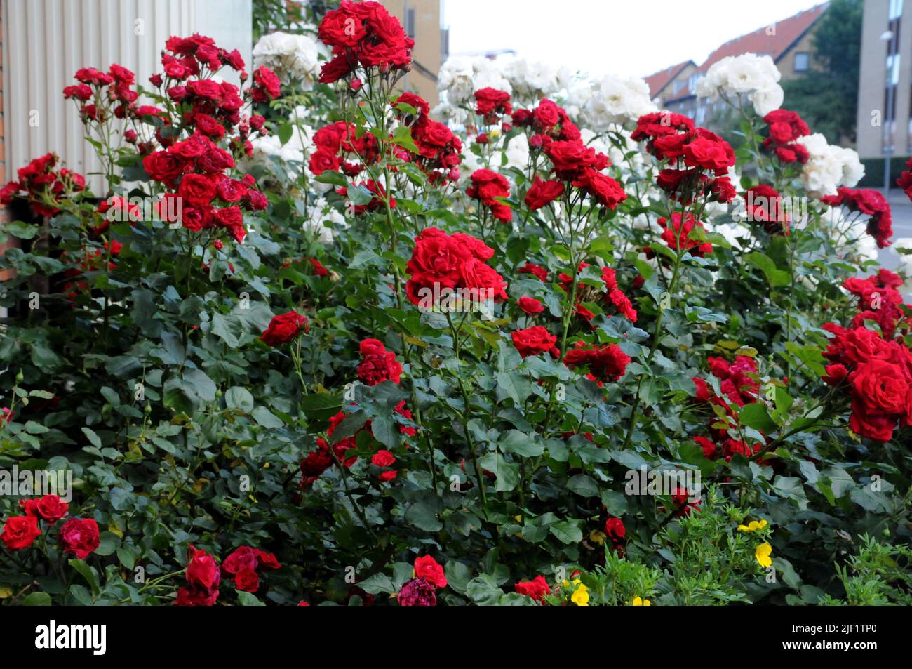Kastrup/Copenhagen/Denmark/28 June 2022/ Roses flowers and rose plants ...