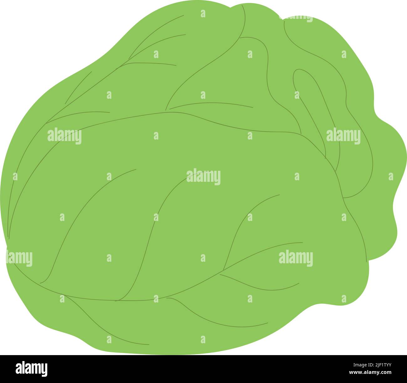 Isolated sketch of a lettuce icon Flat design Vector Stock Vector Image ...