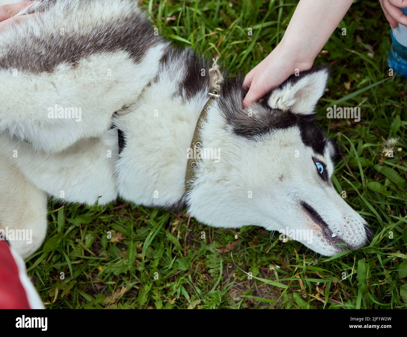 Close-up: Siberian husky is placing candy on his nose Stock Photo - Alamy