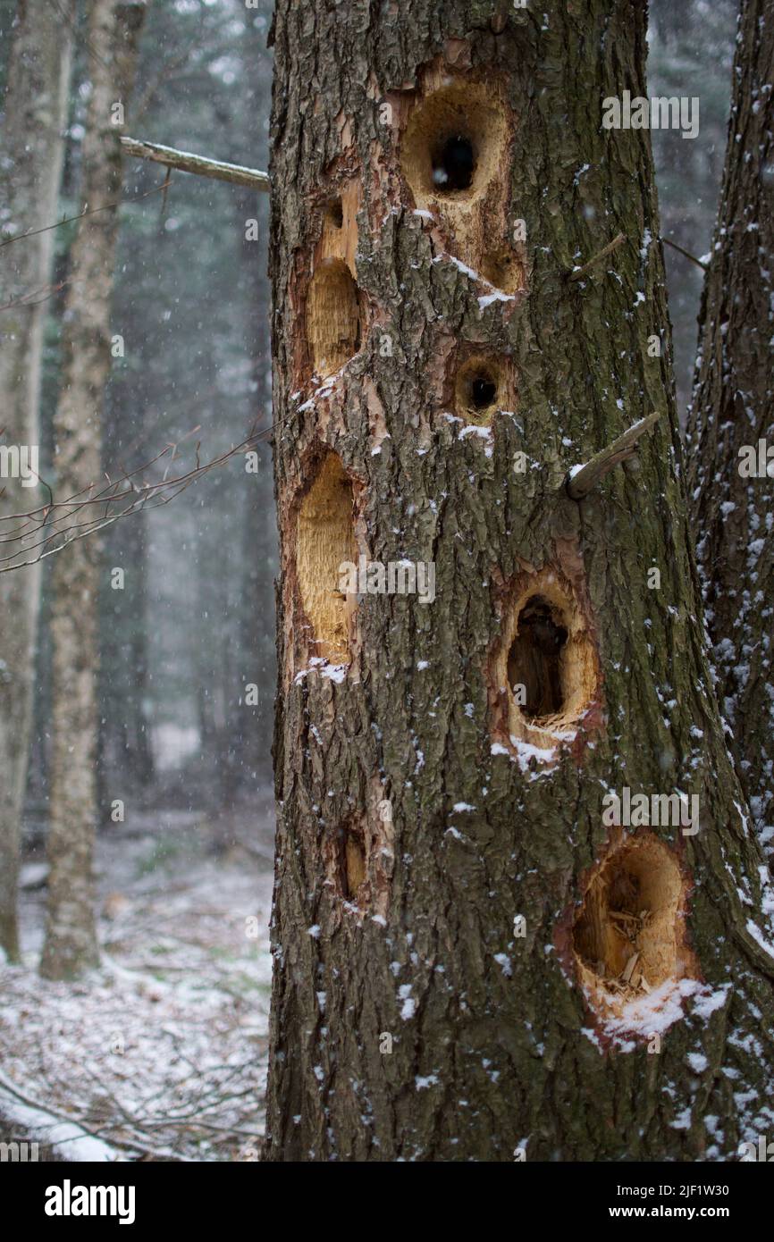 Tree hollows hi-res stock photography and images - Alamy