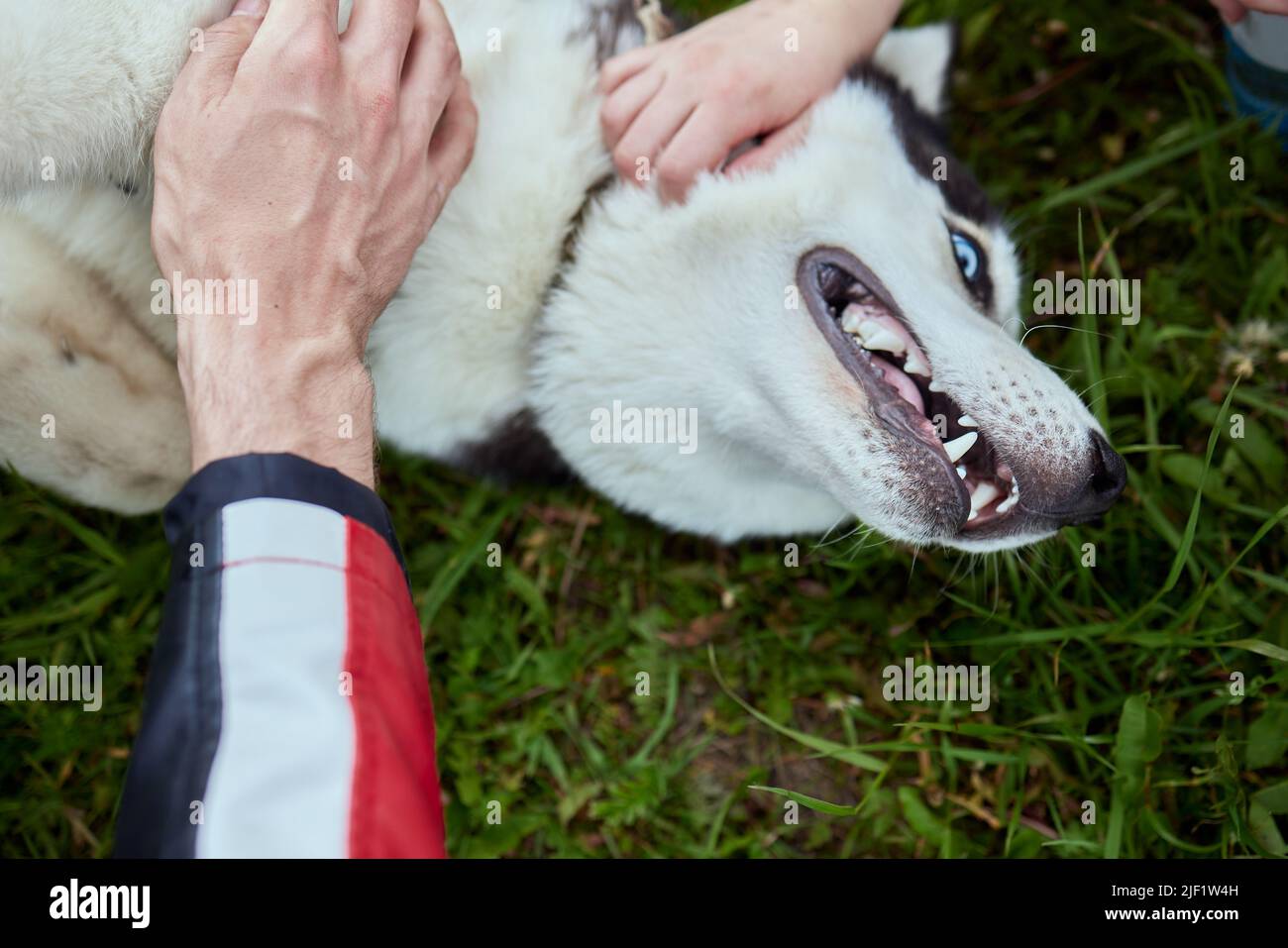 Close-up: Siberian husky is placing candy on his nose Stock Photo - Alamy