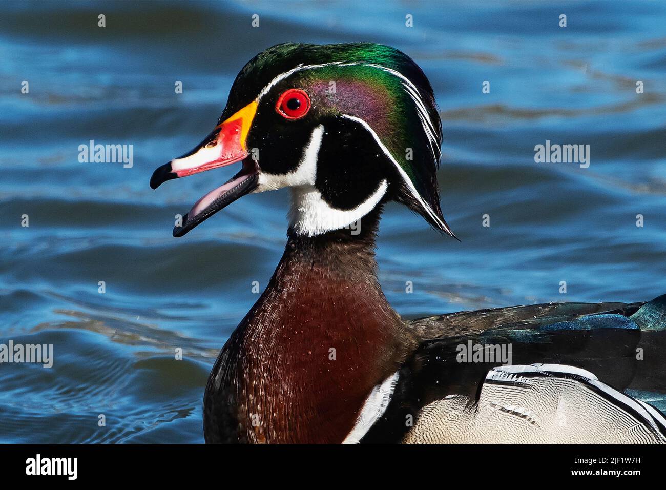 Close up of birds hi-res stock photography and images - Alamy
